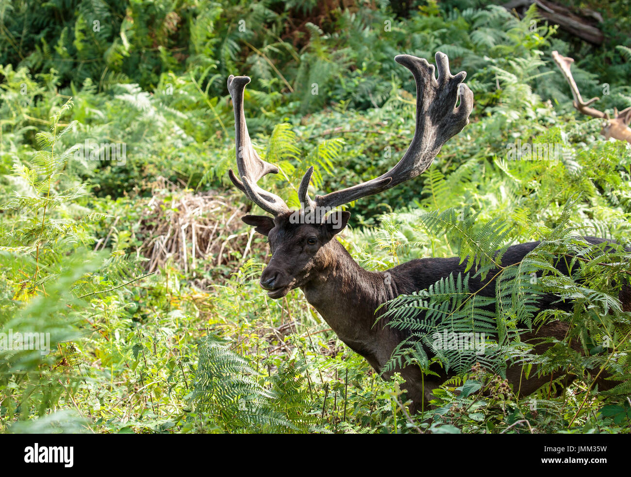 Black fallow deer hi-res stock photography and images - Alamy