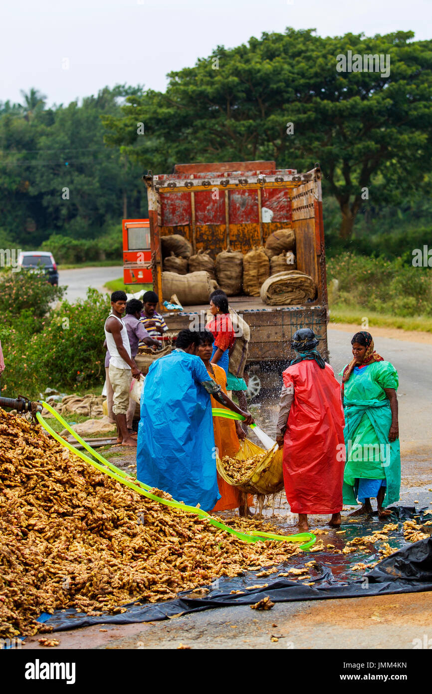 Ginger producers washing their production right on the road, Karnataka ...