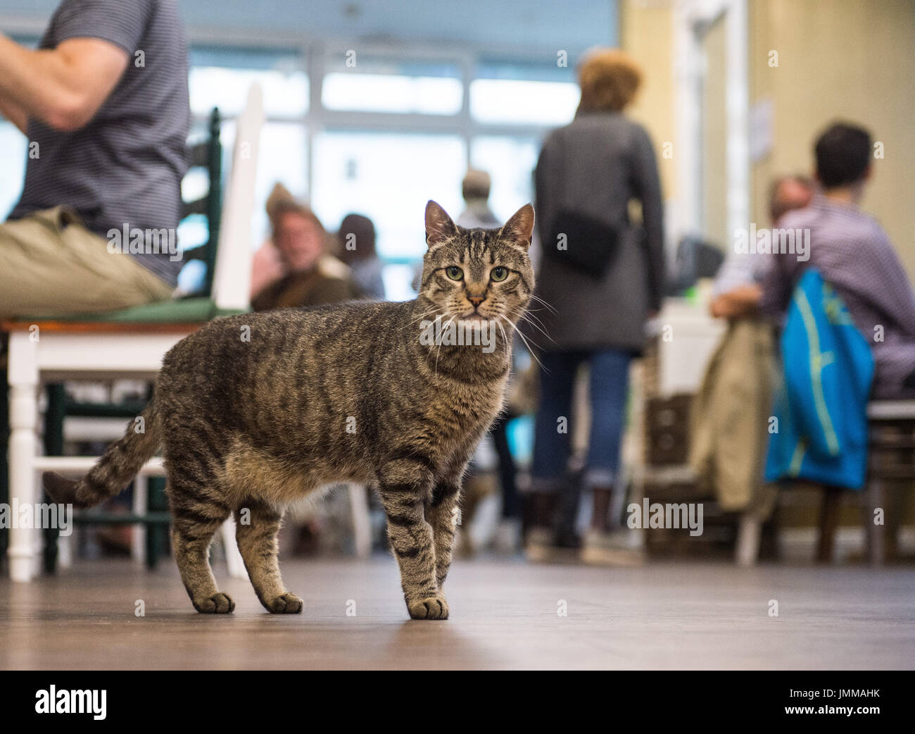 A cat looks into the camera in the first ever Cat Café of Hamburg ...