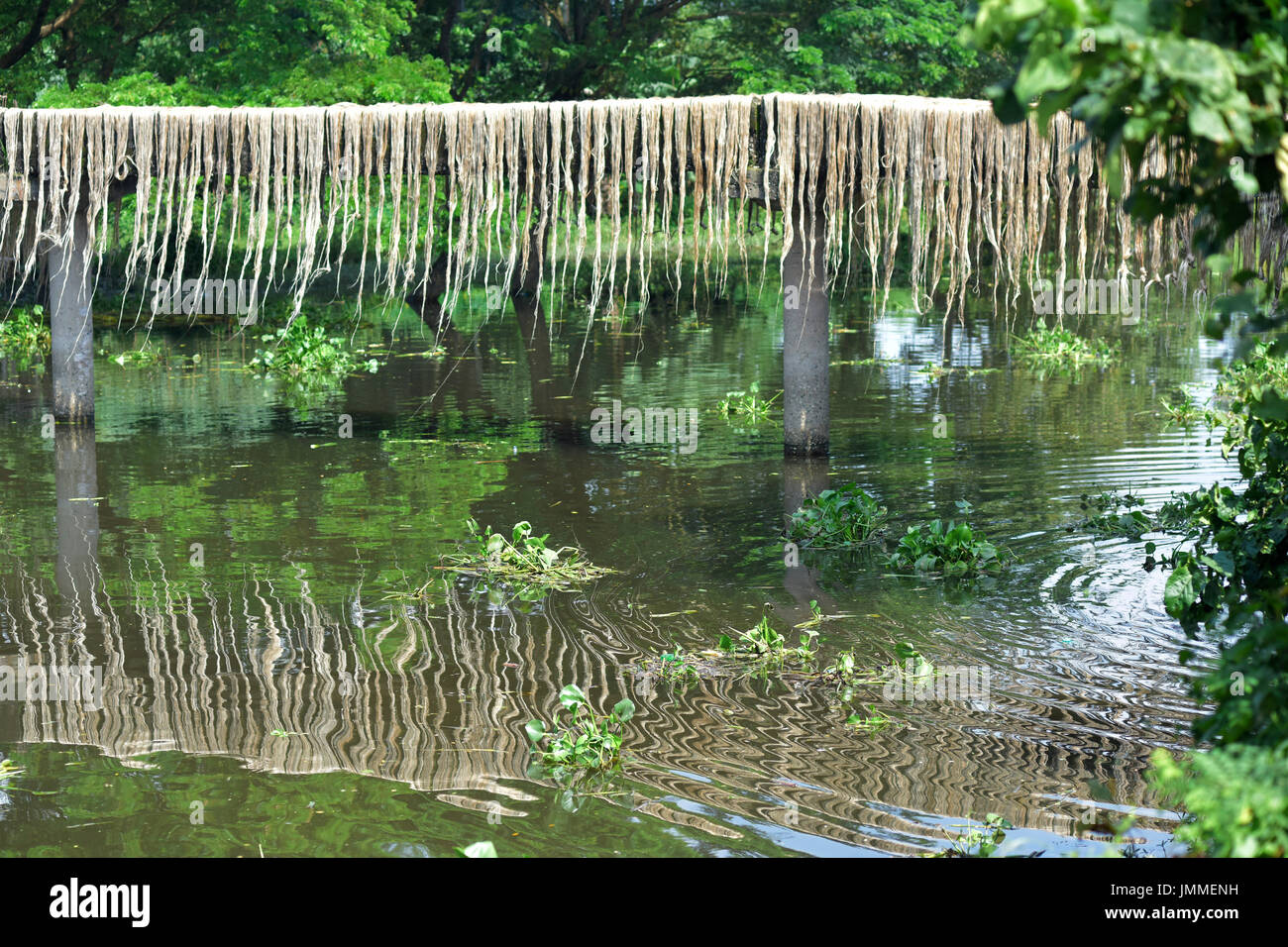 Jute field in bangladesh hi-res stock photography and images - Alamy