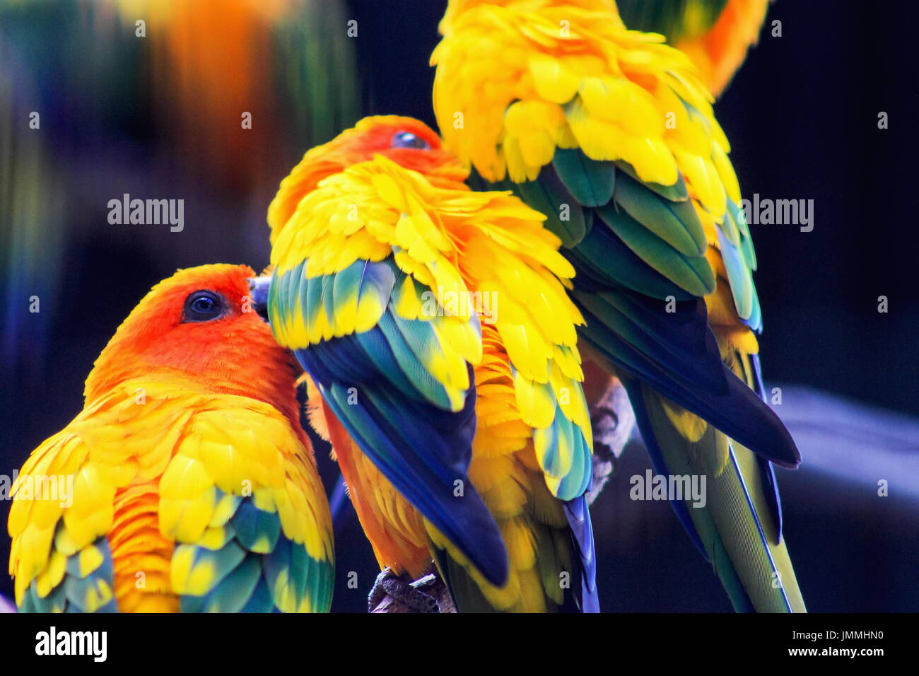 Aratinga solstitialis hi-res stock photography and images - Alamy