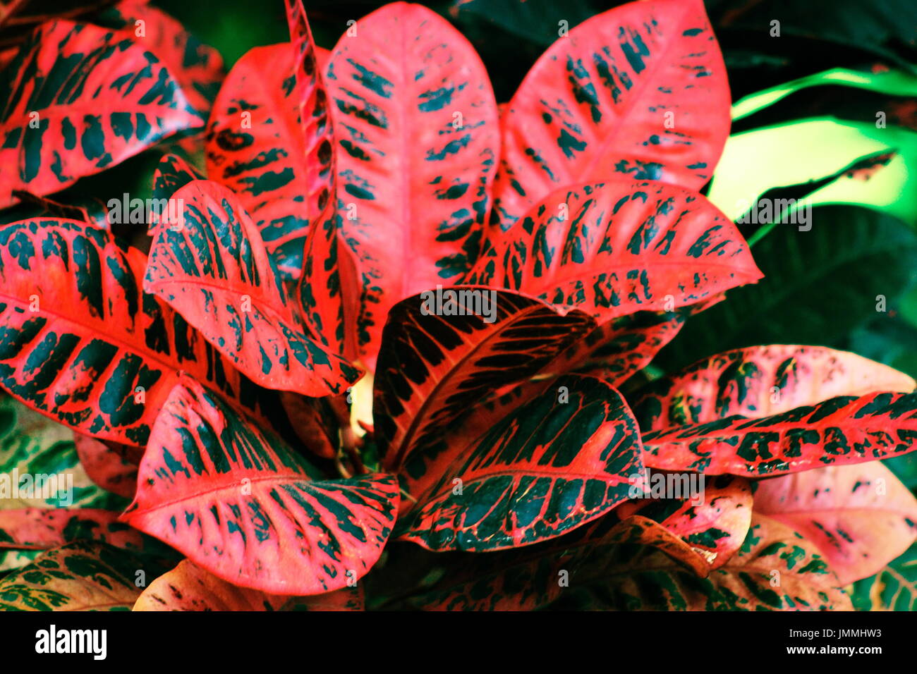 Croton codiaeum variegatum euphorbiaceae hi-res stock photography and ...