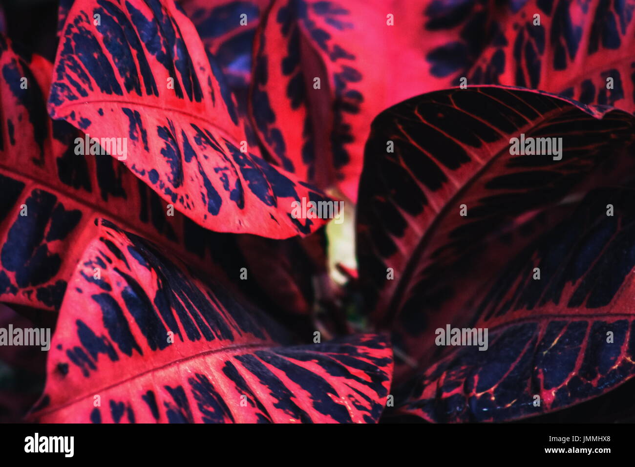 Codiaeum variegatum is a species of plant in the genus Codiaeum, which ...