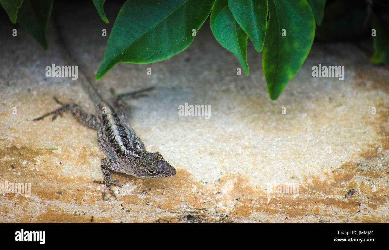 The brown anole (Anolis sagrei), also known as the Bahaman anole or De ...