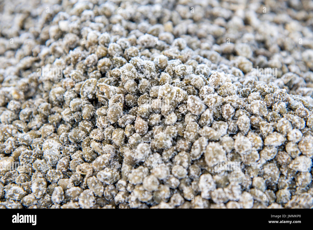 Italian capers preserved through salting - traditional ingredient of ...