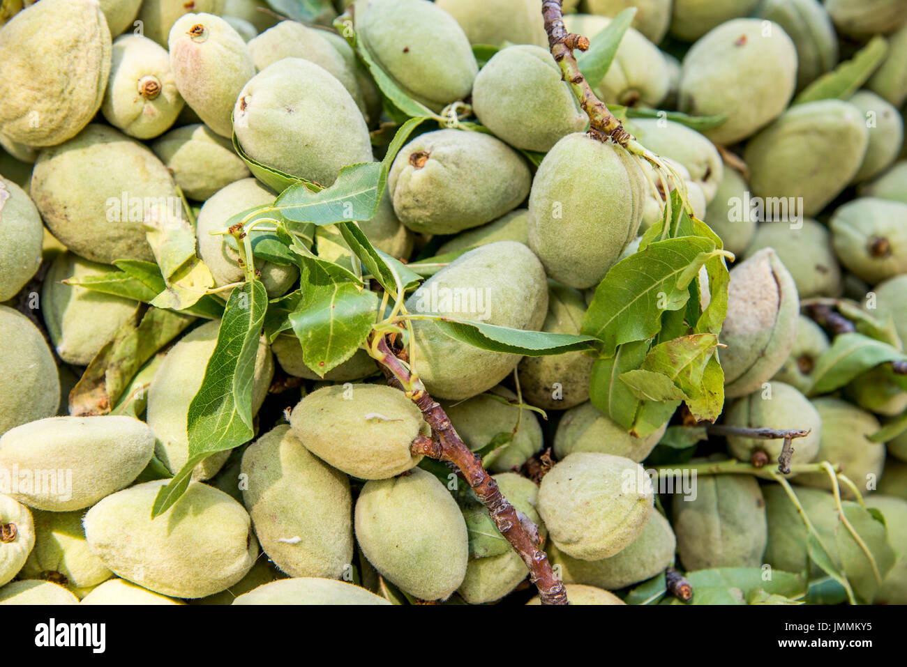 Fresh raw green bitter almonds hi-res stock photography and images - Alamy