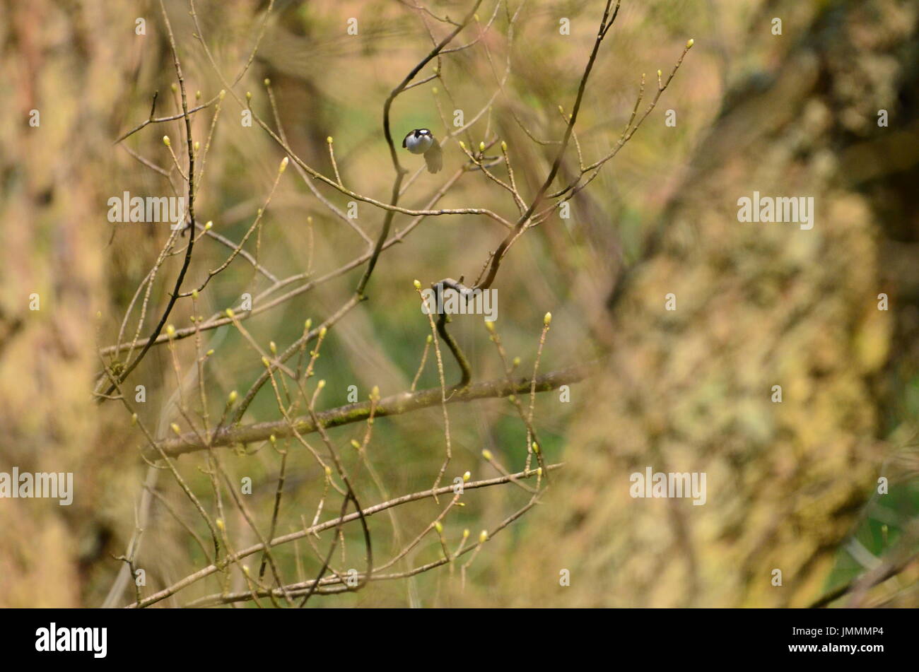 pied flycatcher flying through trees Stock Photo - Alamy