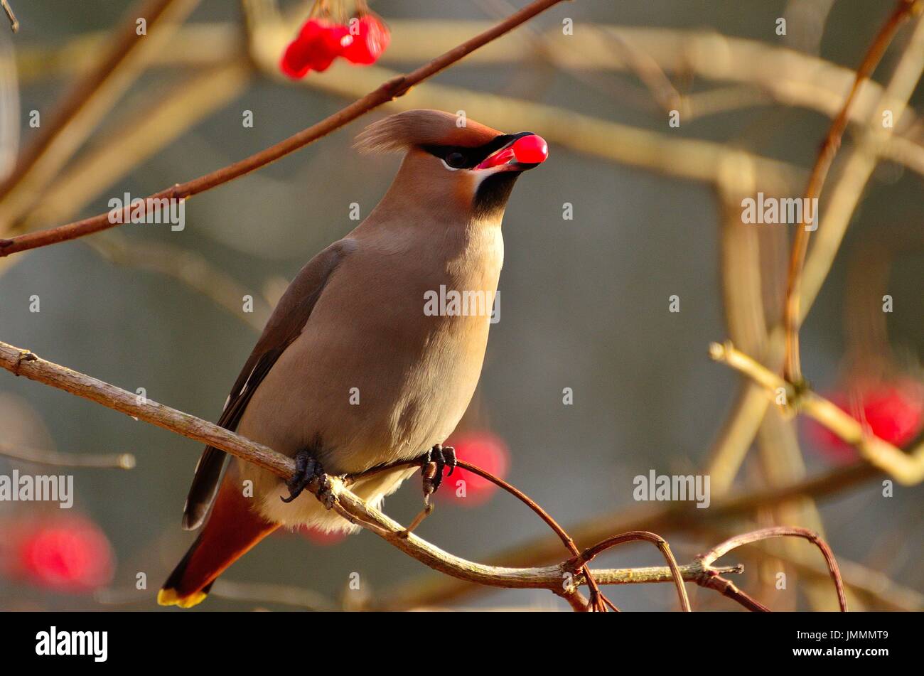 waxwing eating red berries Stock Photo - Alamy