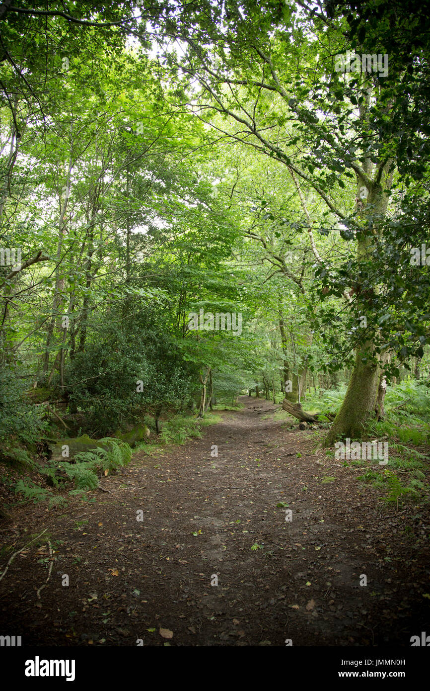 Ashdown Forest, West Sussex, UK Stock Photo - Alamy