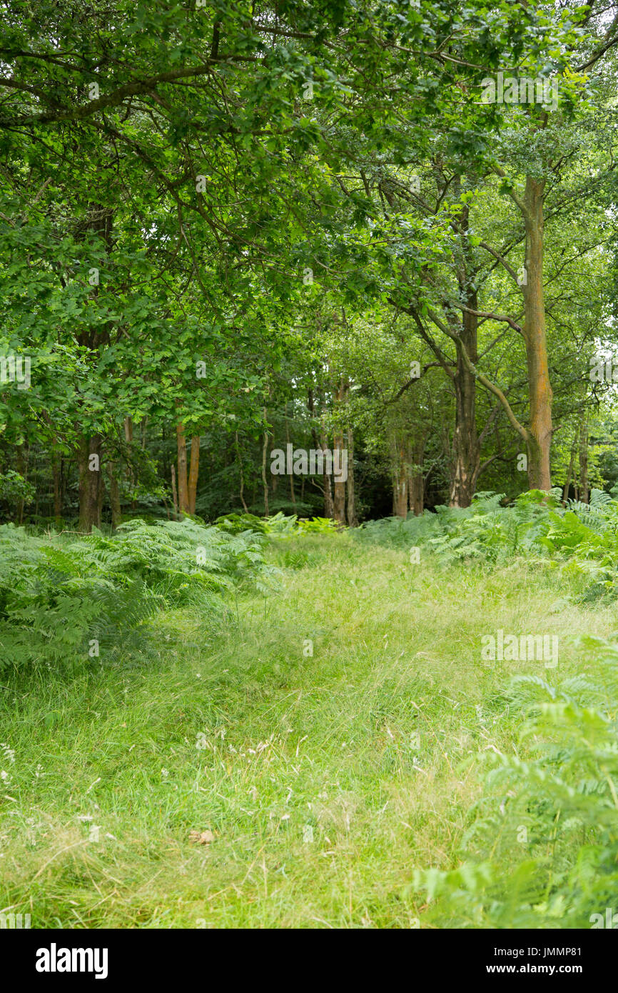 Ashdown Forest, West Sussex, UK Stock Photo - Alamy