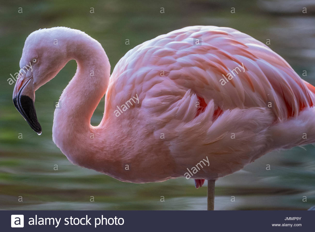 Flamingo One Leg Stock Photos & Flamingo One Leg Stock Images - Alamy