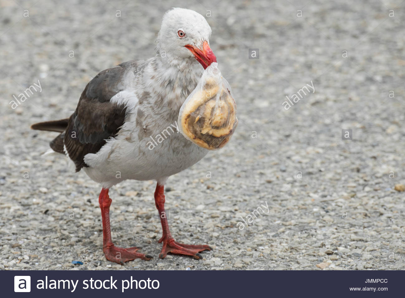 Seagull Food Stock Photos & Seagull Food Stock Images - Alamy
