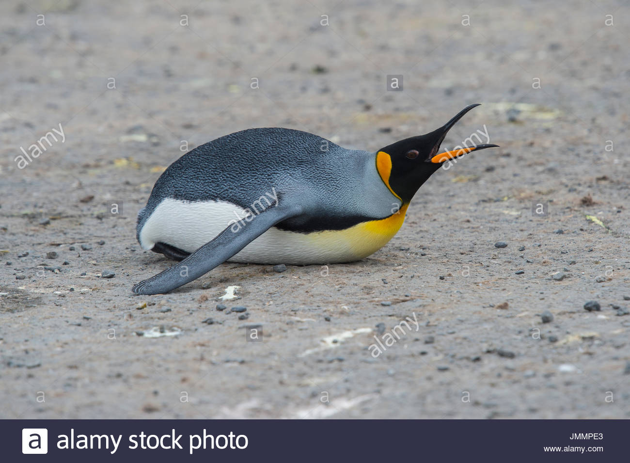 Squawking Bird Stock Photos & Squawking Bird Stock Images - Alamy