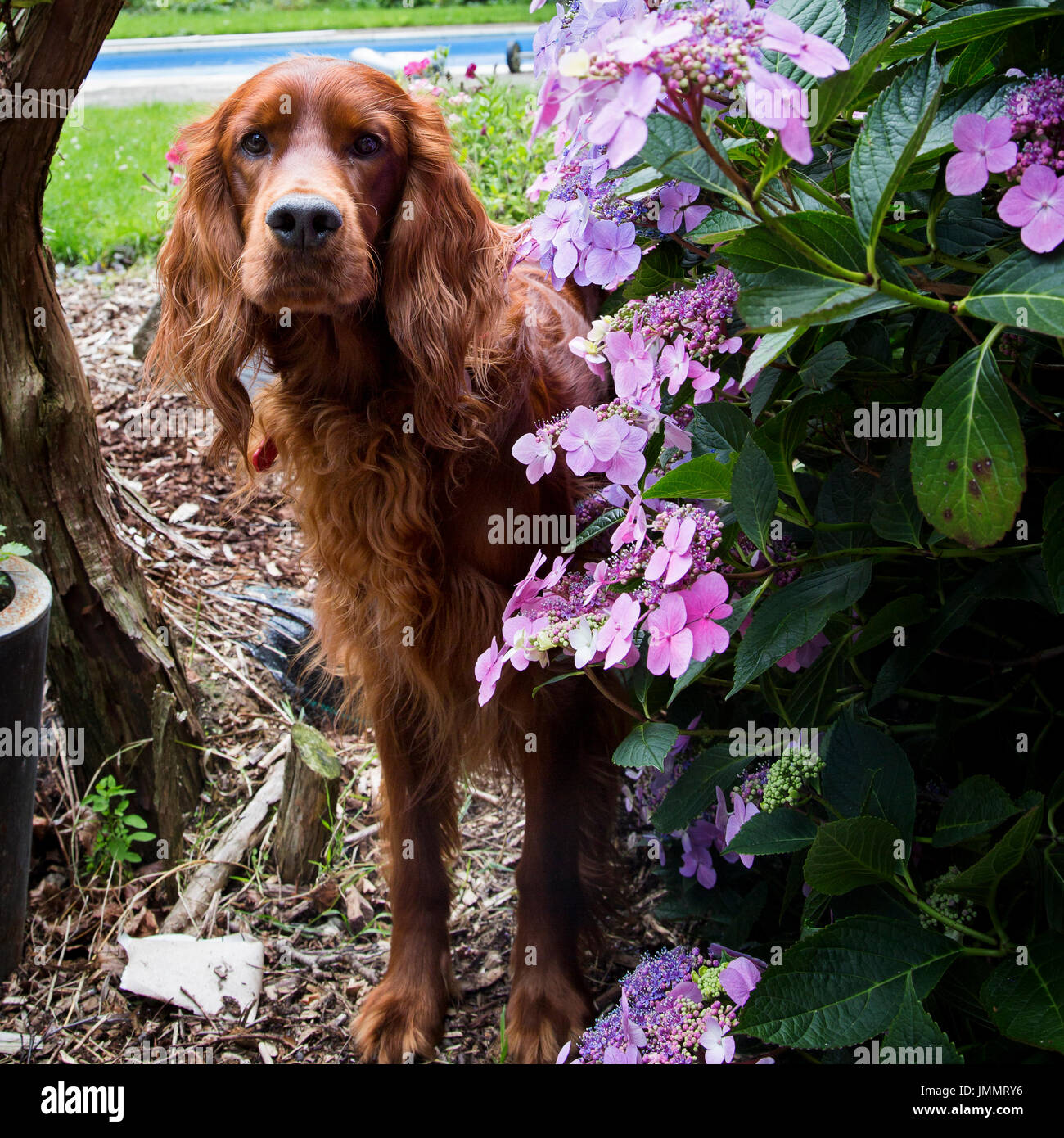 Hide seek dog hi-res stock photography and images - Alamy