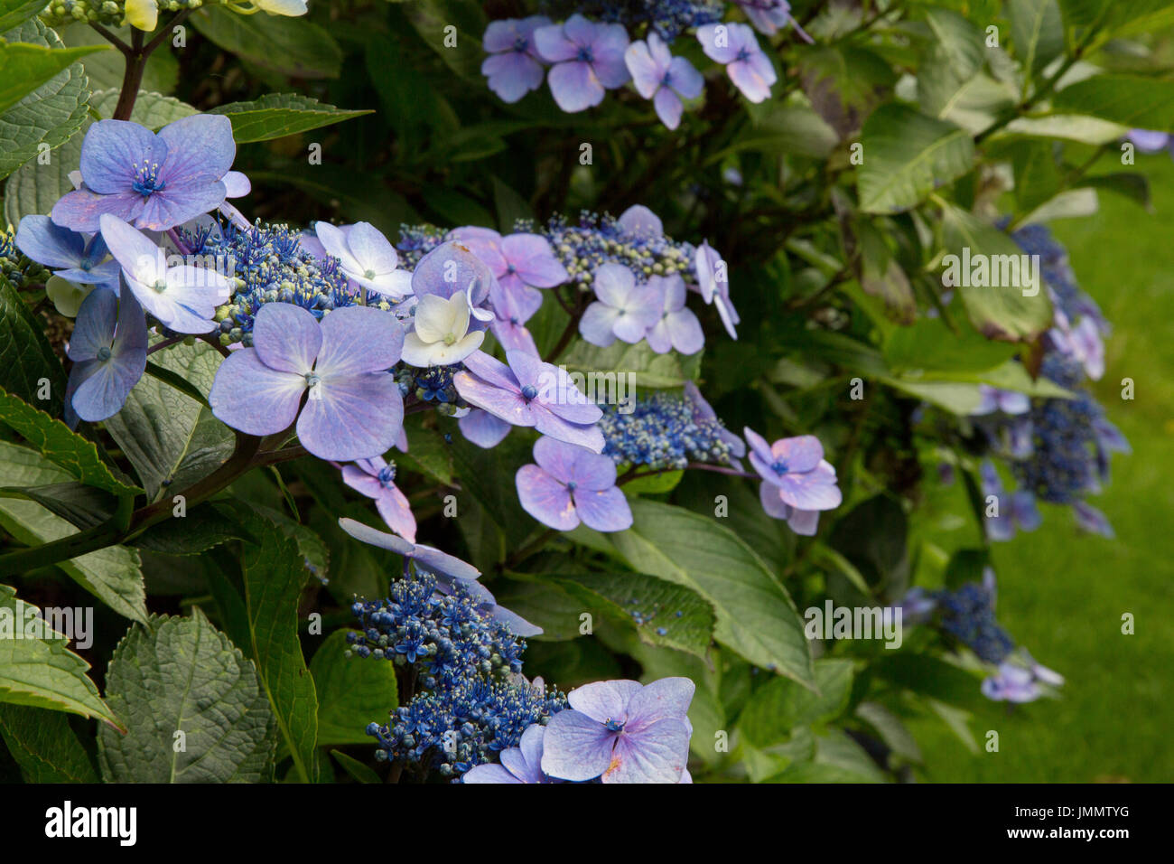 Hydrangea Flower Bush, Flowering in a Garden Natural Setting Stock ...