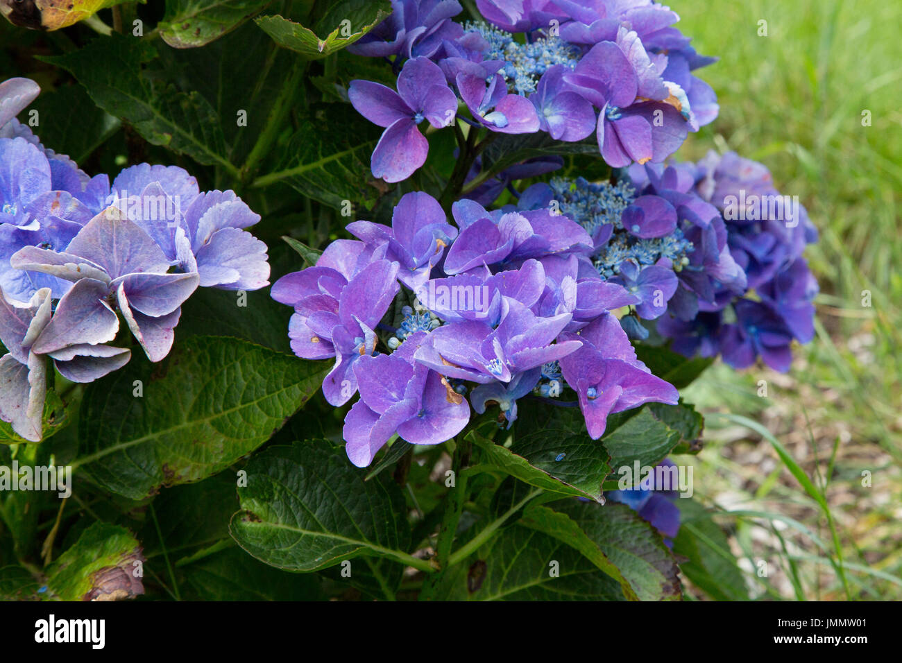 Hydrangea Flower Bush, Flowering in a Garden Natural Setting Stock ...