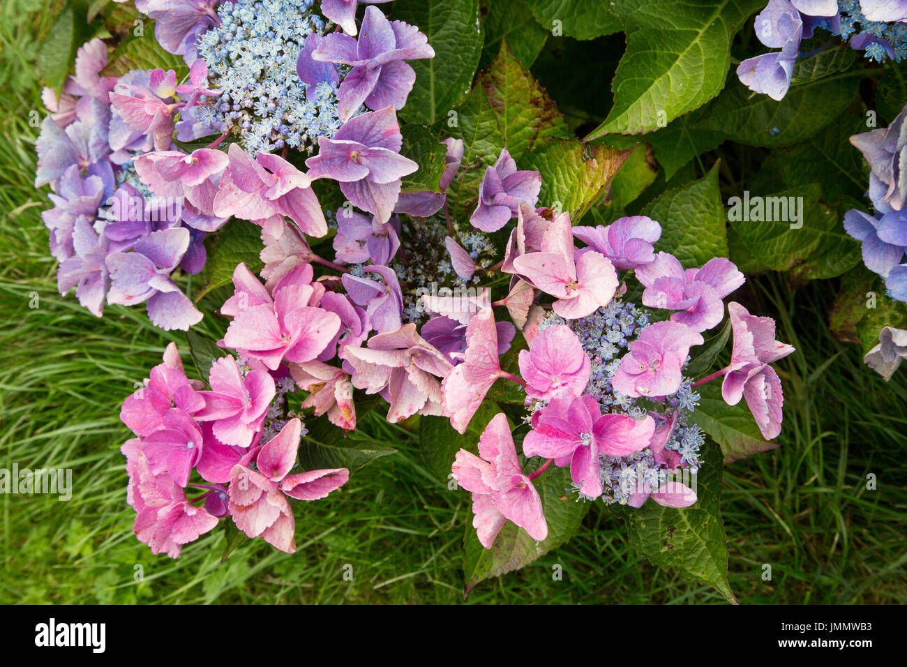 Hydrangea Flower Bush, Flowering in a Garden Natural Setting Stock ...