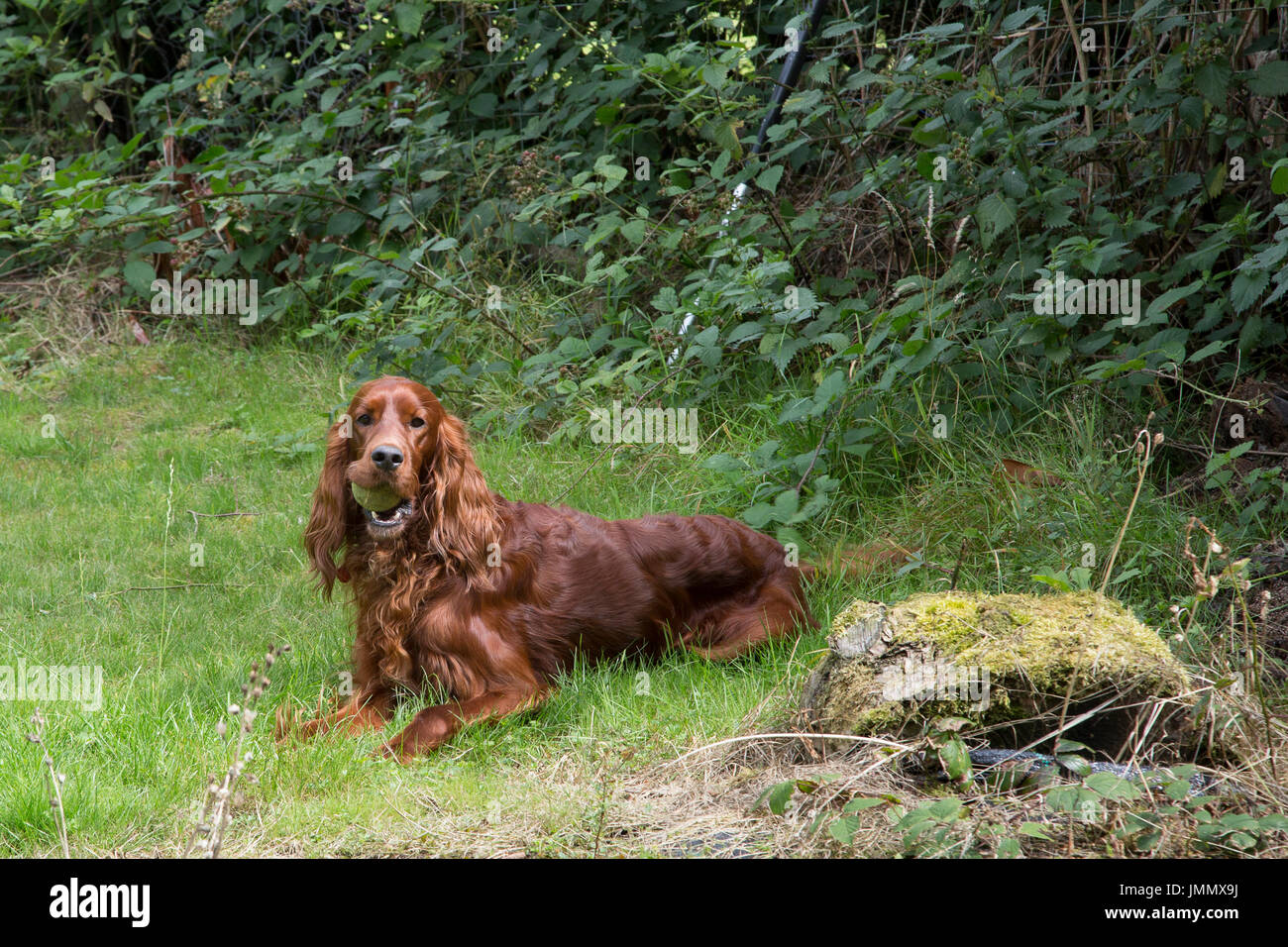 Irish Setter / Red Setter Dog in a Garden Environment Stock Photo - Alamy
