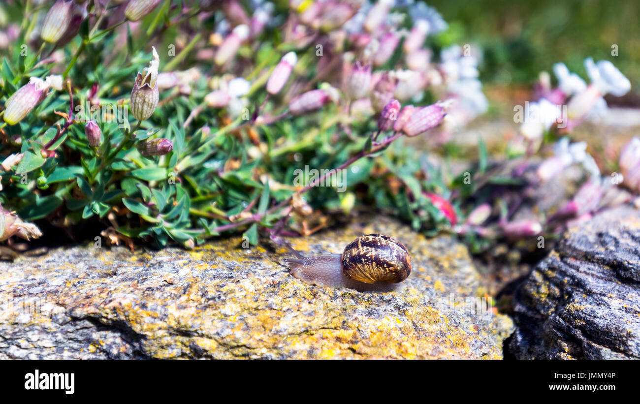 Snail crawling on a hard rock texture in nature; brown striped snail ...