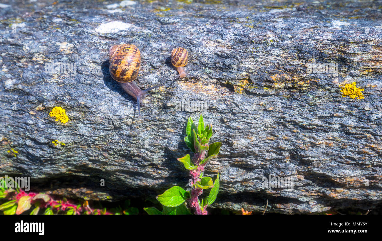 Snail walking on rock hi-res stock photography and images - Alamy