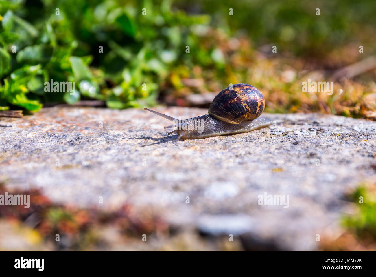 Snail crawling on a hard rock texture in nature; brown striped snail ...