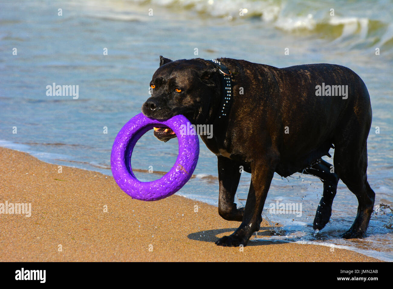 Rottweiler dog on the sand by the sea plays with a toy in the form of a ...