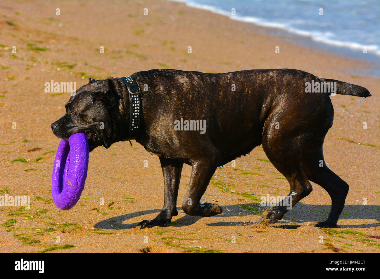 Rottweiler dog on the sand by the sea plays with a toy in the form of a ...