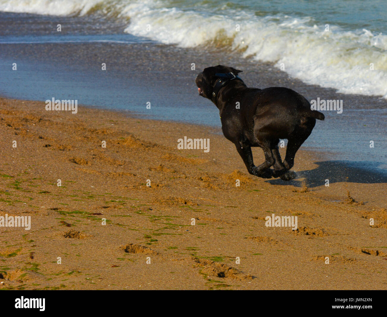 Rottweiler dog on the sand by the sea plays with a toy in the form of a ...