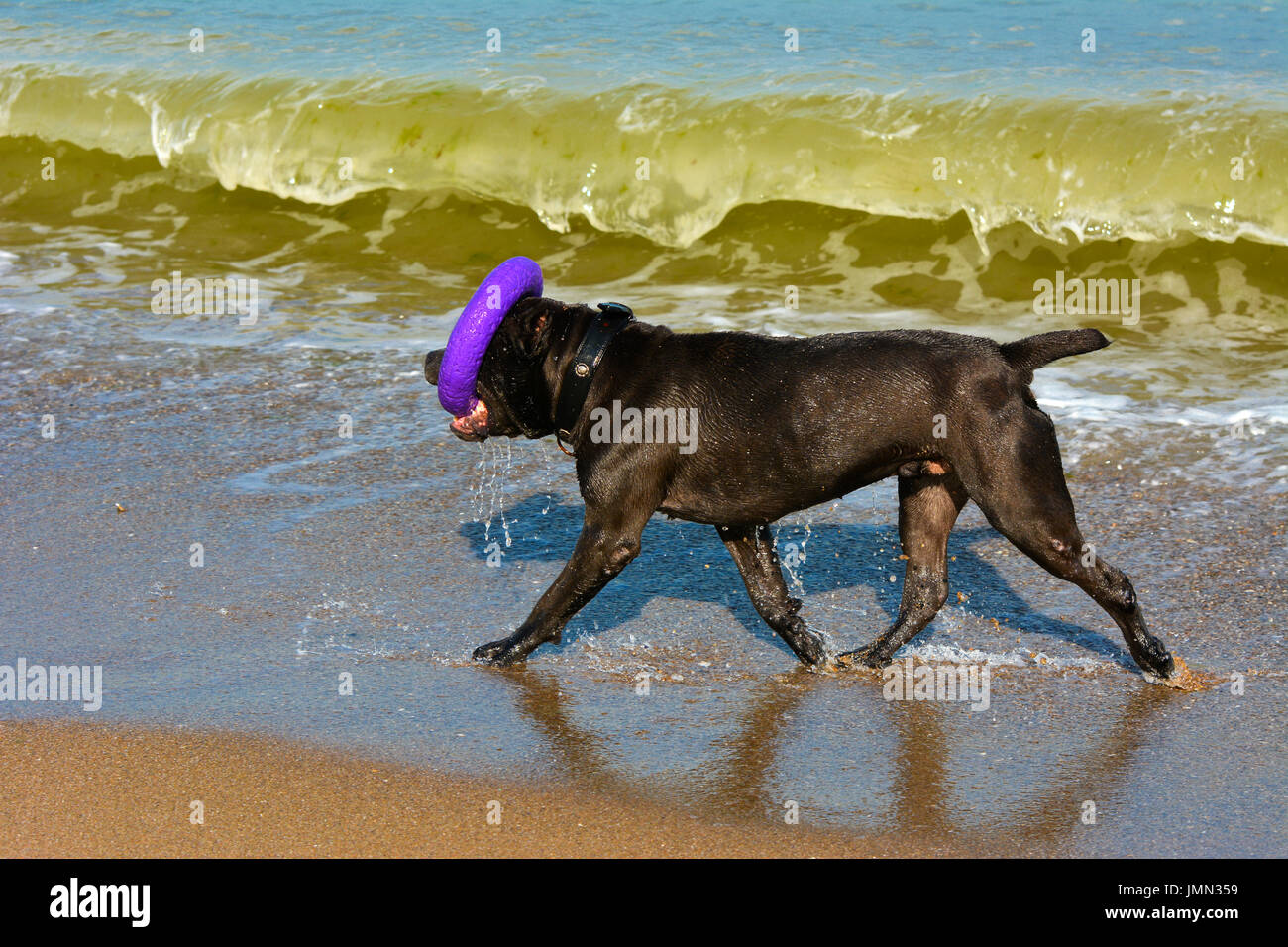Rottweiler dog on the sand by the sea plays with a toy in the form of a ...
