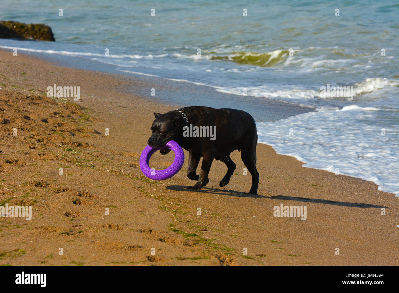 Rottweiler dog on the sand by the sea plays with a toy in the form of a ...