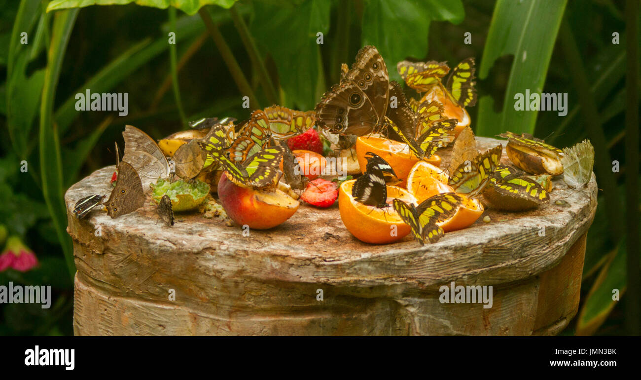 Topical insects hi-res stock photography and images - Alamy