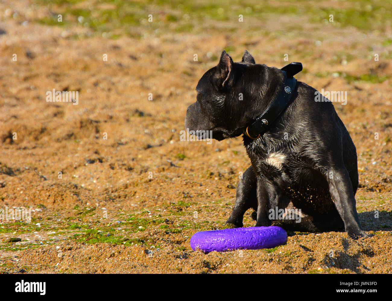 Rottweiler dog on the sand by the sea plays with a toy in the form of a ...