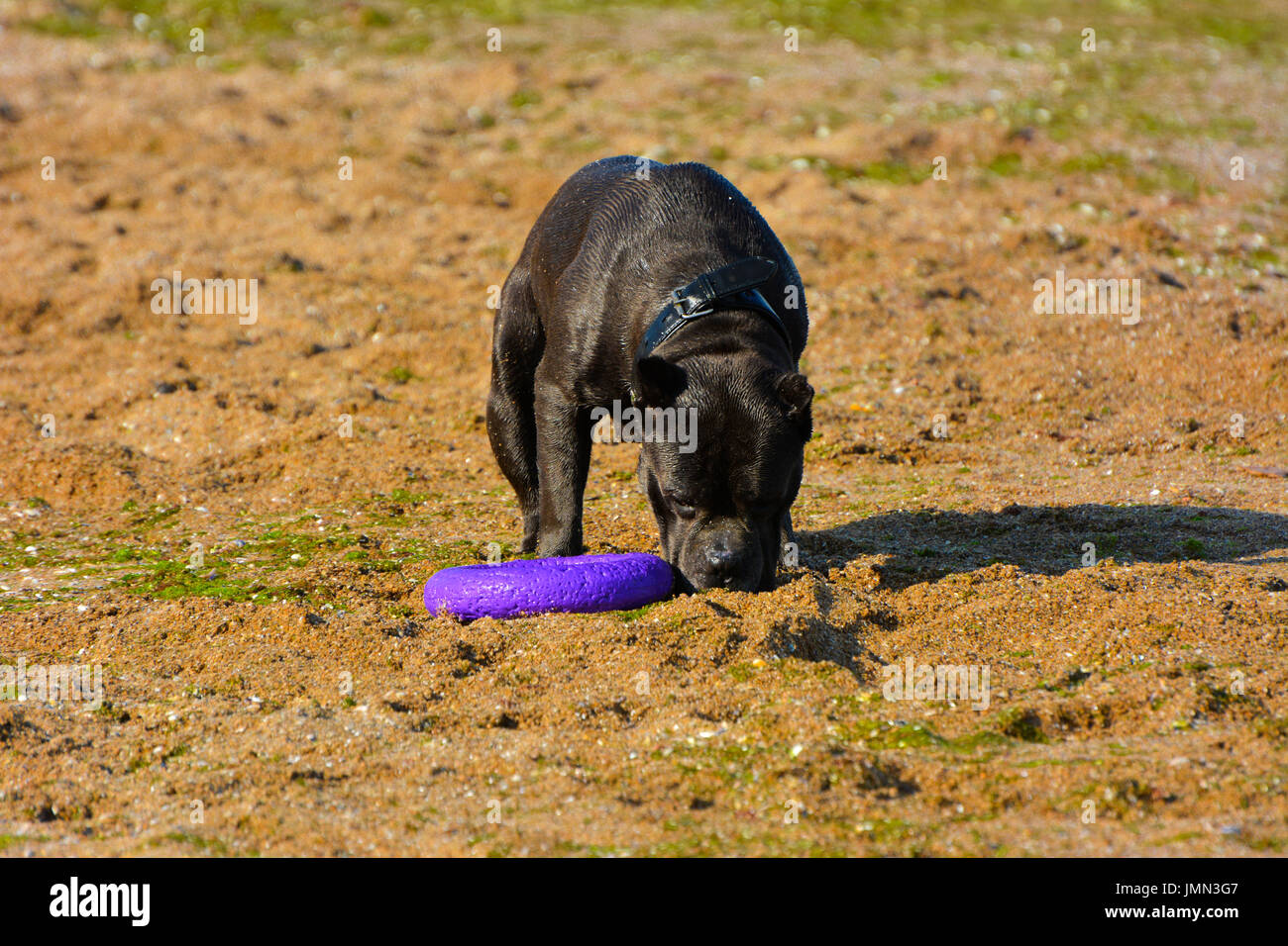 Rottweiler dog on the sand by the sea plays with a toy in the form of a ...