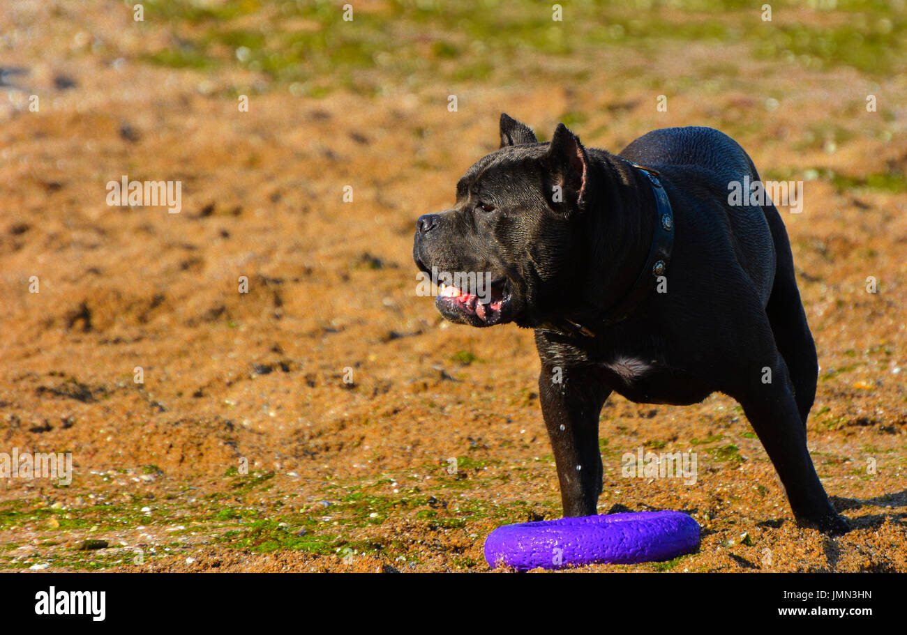 Rottweiler dog on the sand by the sea plays with a toy in the form of a ...