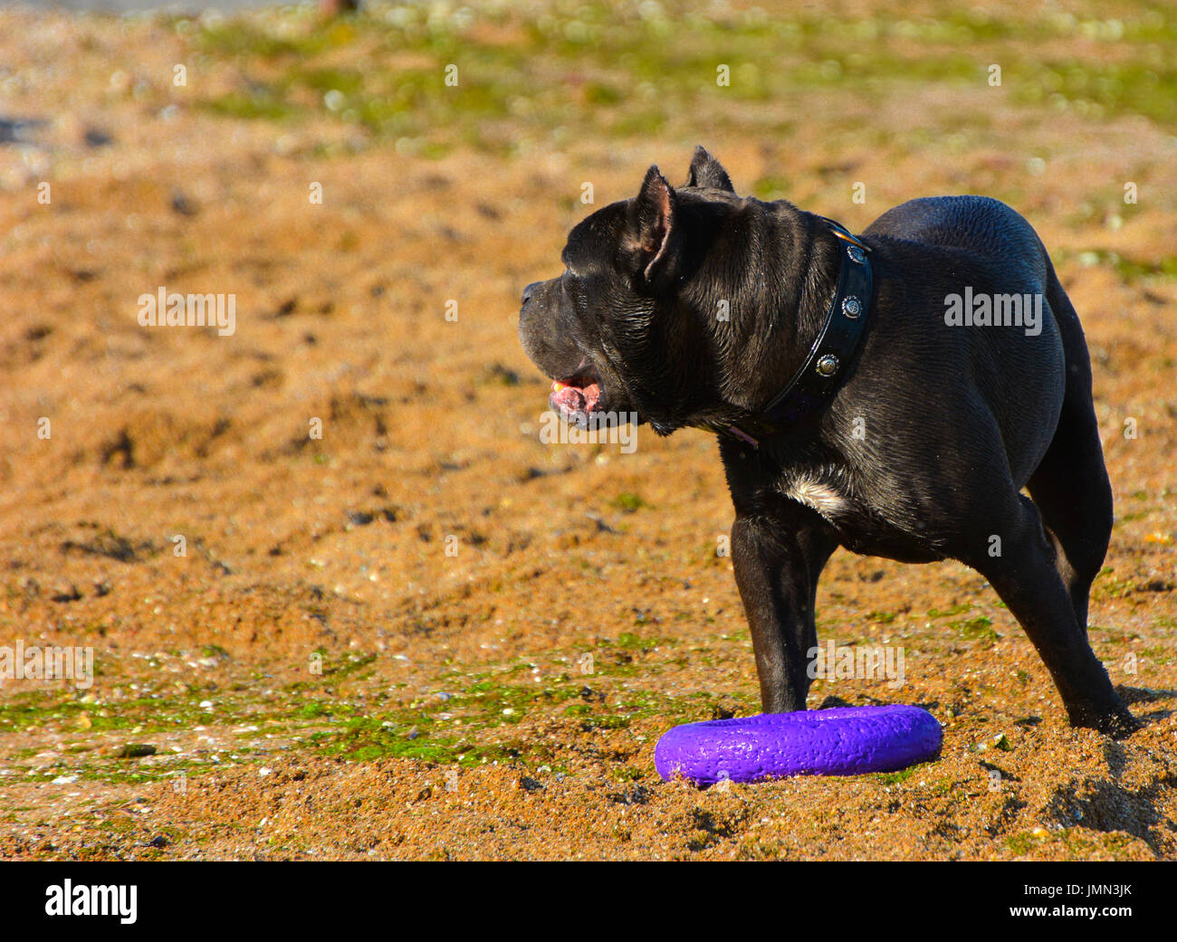 Rottweiler dog on the sand by the sea plays with a toy in the form of a ...