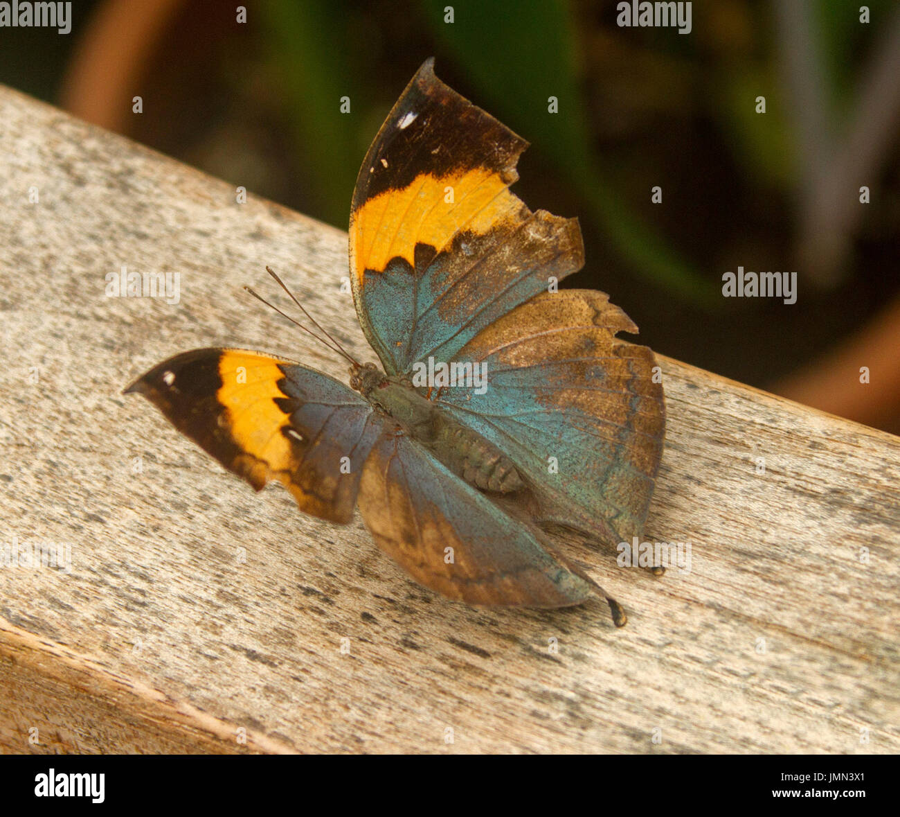 Stunning blue and orange Malayan / Indian leafwing butterfly, Kallima ...