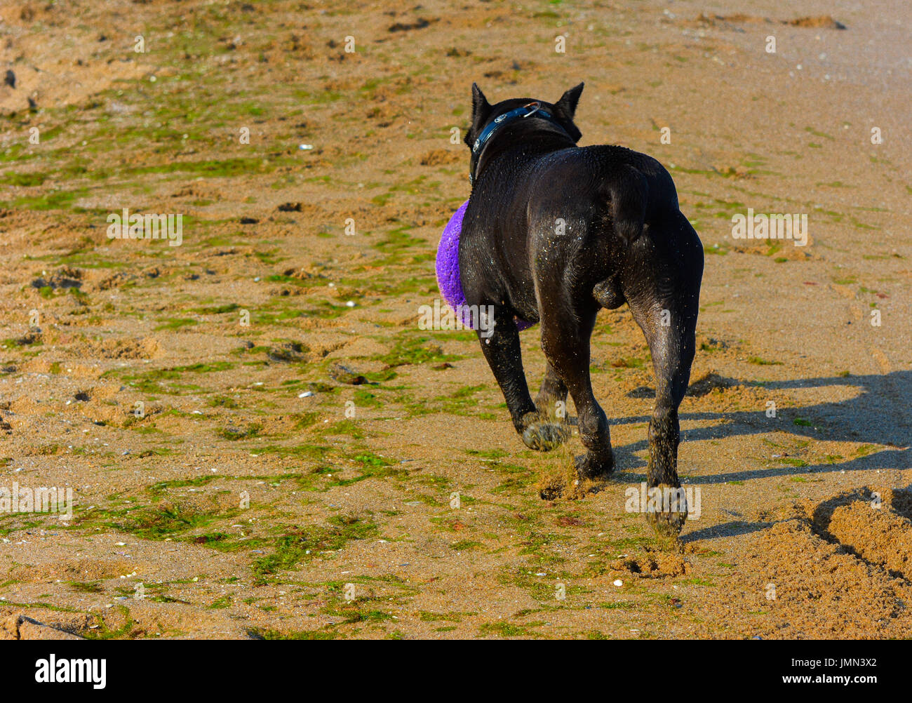 Rottweiler dog on the sand by the sea plays with a toy in the form of a ...