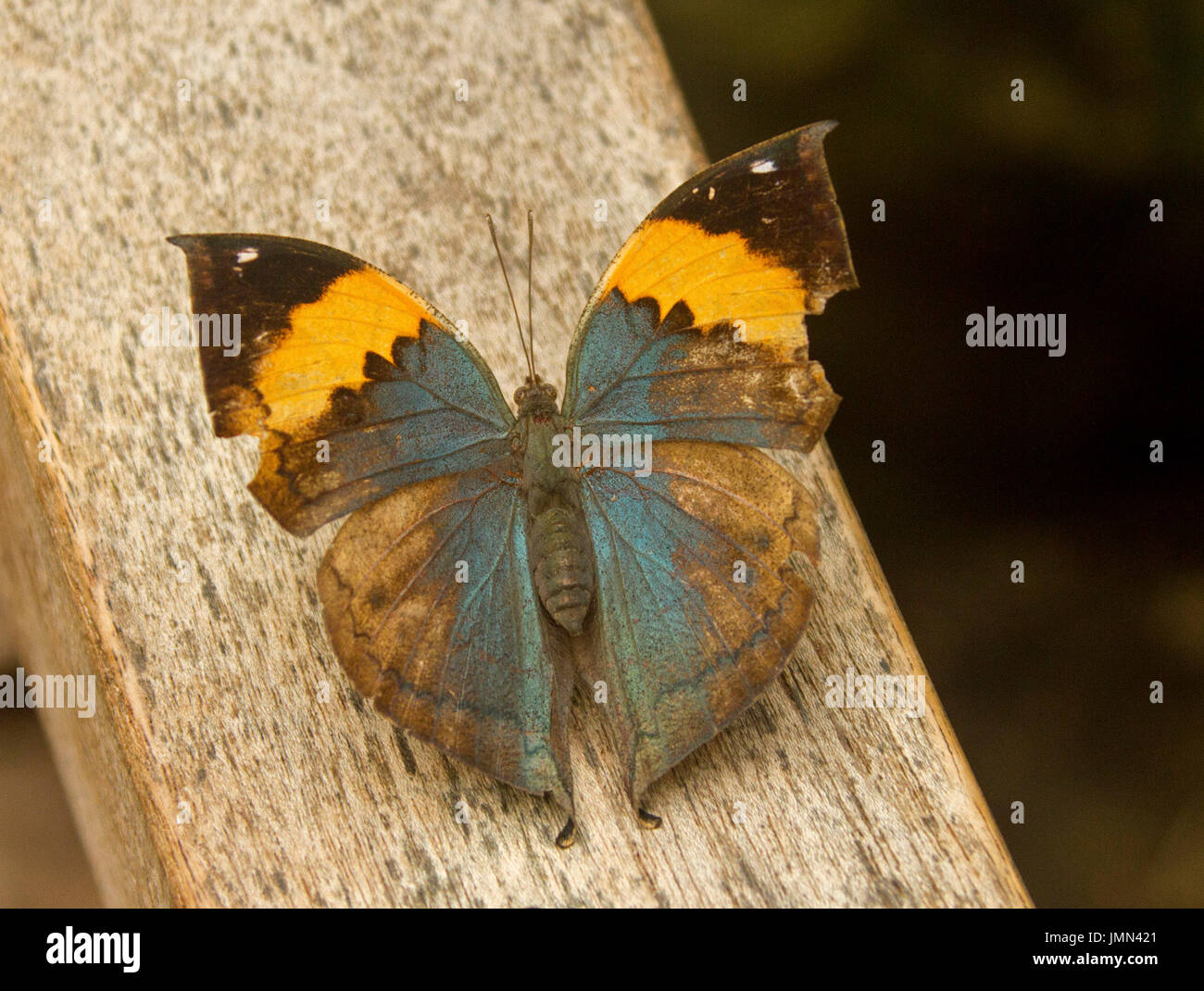 Stunning blue and orange Malayan / Indian leafwing butterfly, Kallima ...