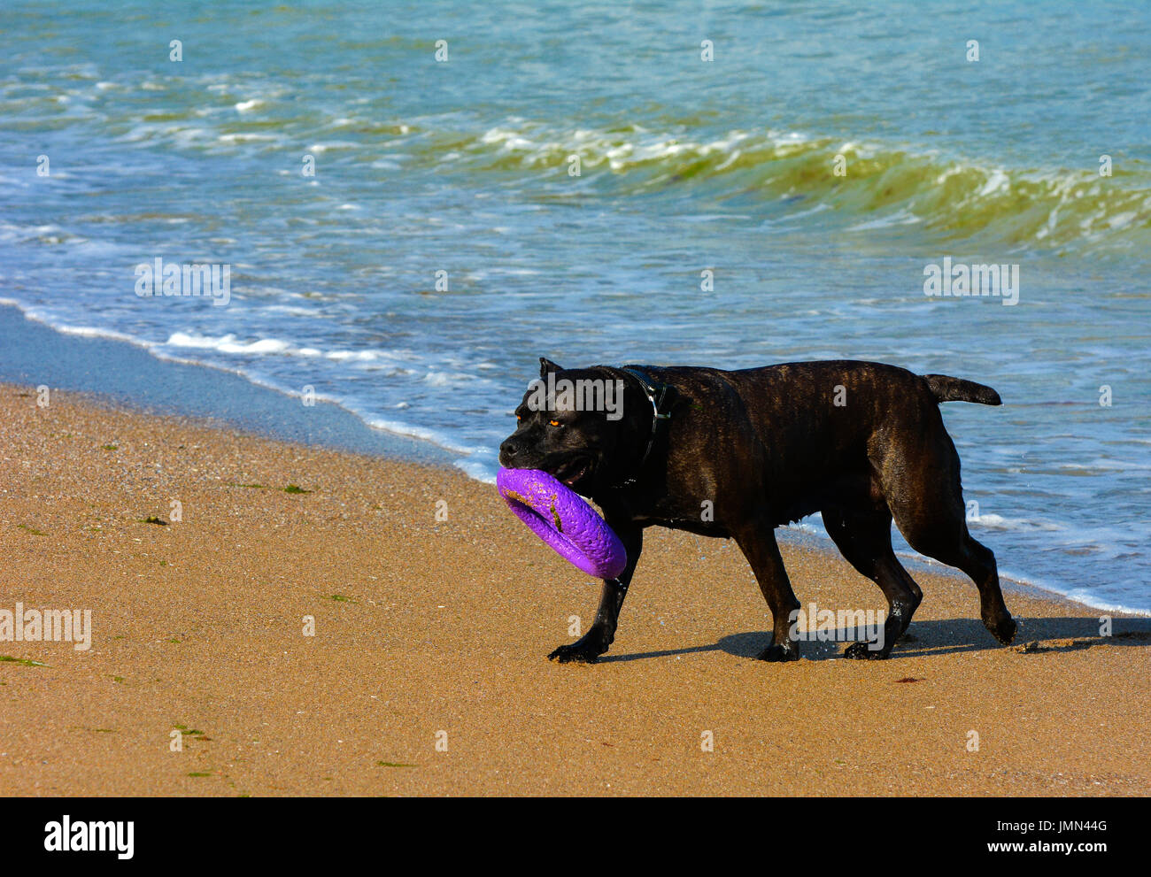 Rottweiler dog on the sand by the sea plays with a toy in the form of a ...