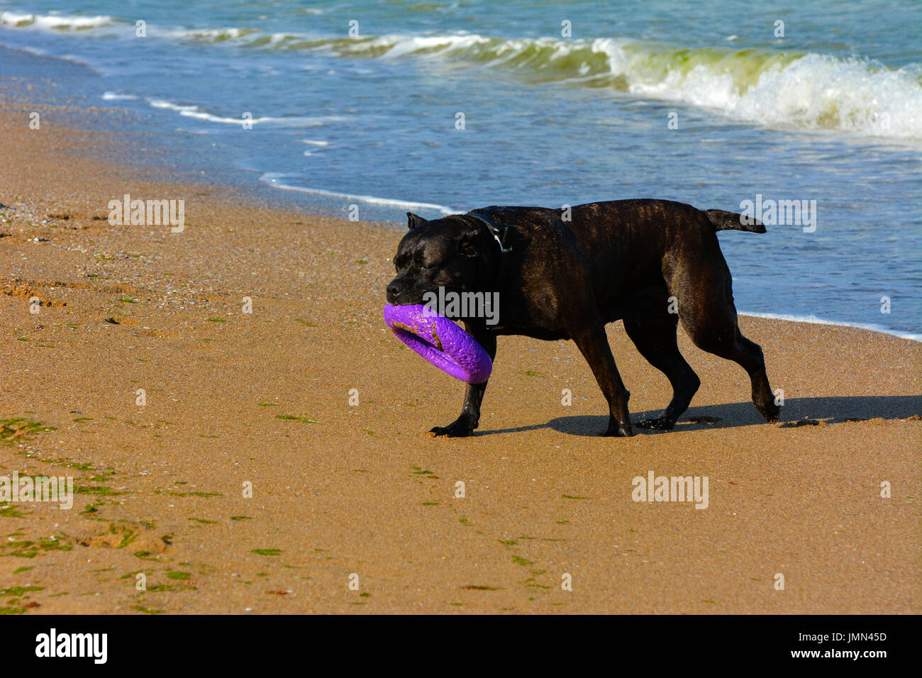 Rottweiler dog on the sand by the sea plays with a toy in the form of a ...