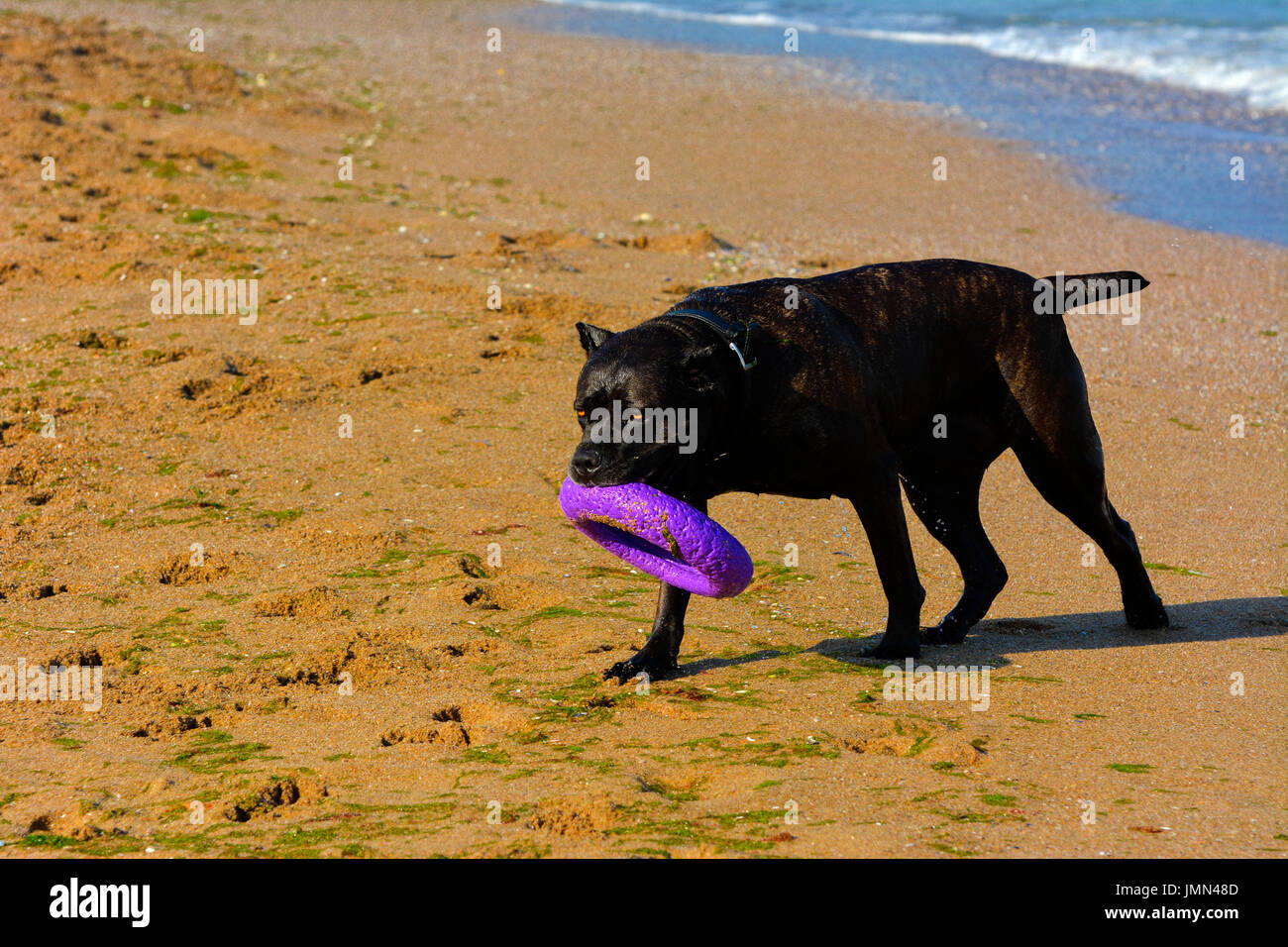Rottweiler dog on the sand by the sea plays with a toy in the form of a ...