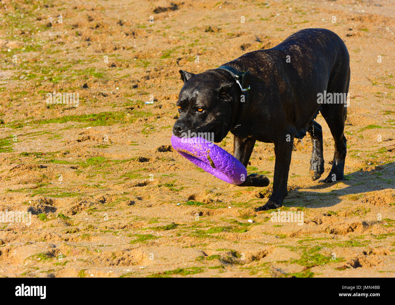 Rottweiler dog on the sand by the sea plays with a toy in the form of a ...