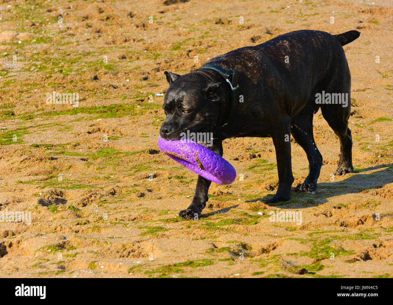 Rottweiler dog on the sand by the sea plays with a toy in the form of a ...