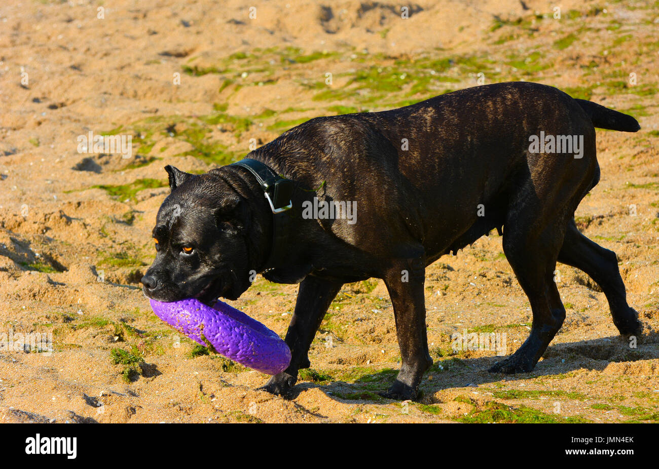 Rottweiler dog on the sand by the sea plays with a toy in the form of a ...