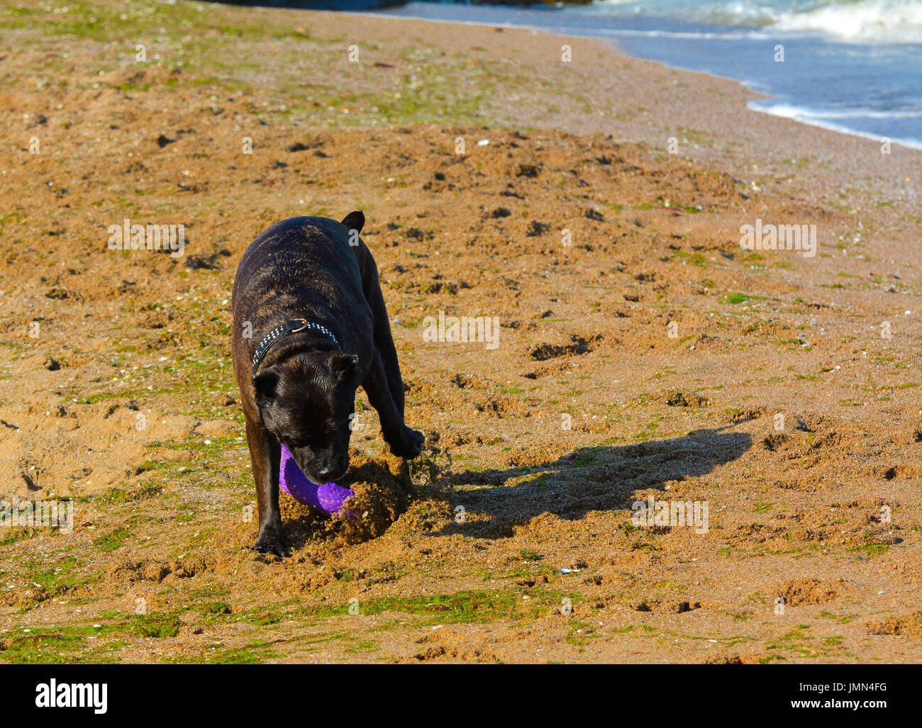 Rottweiler dog on the sand by the sea plays with a toy in the form of a ...