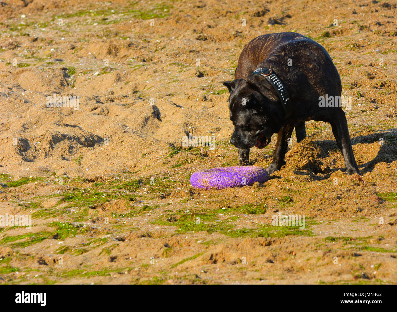 Rottweiler dog on the sand by the sea plays with a toy in the form of a ...