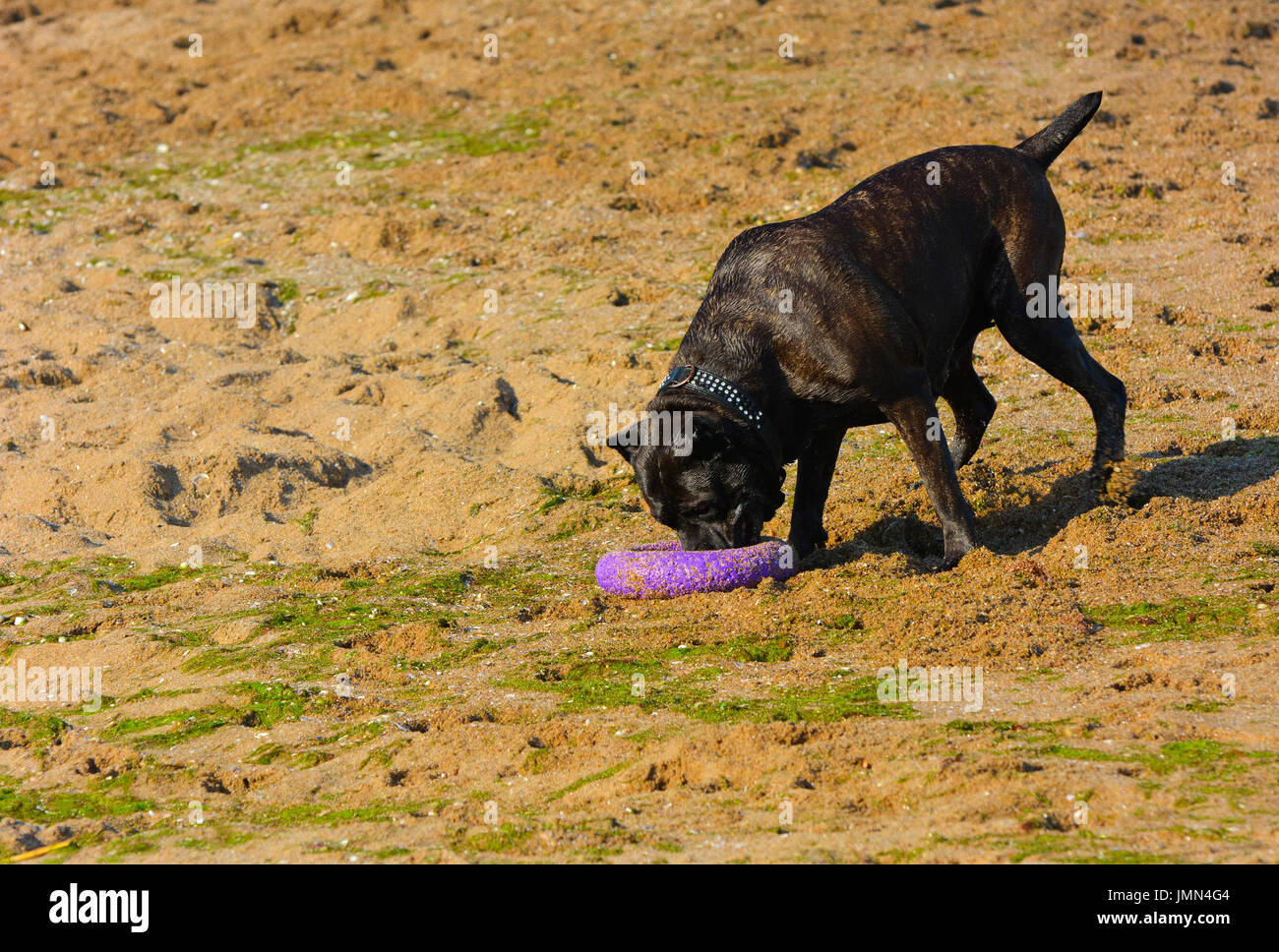 Rottweiler dog on the sand by the sea plays with a toy in the form of a ...