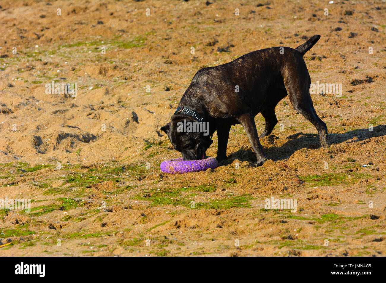 Rottweiler dog on the sand by the sea plays with a toy in the form of a ...