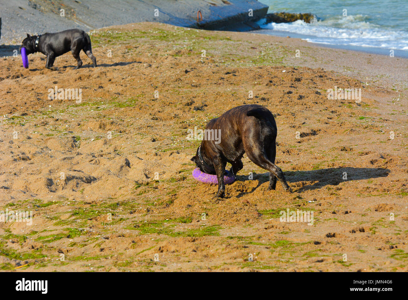 Rottweiler dog on the sand by the sea plays with a toy in the form of a ...