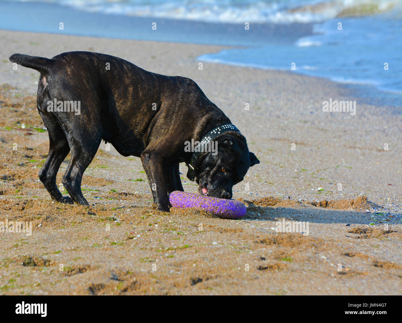 Rottweiler dog on the sand by the sea plays with a toy in the form of a ...